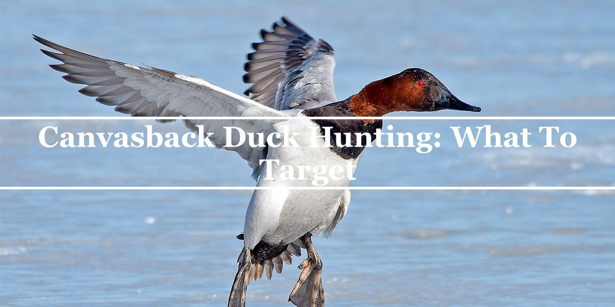 Canvasback Duck Hunting: What To Target– Hunting and Fishing Depot