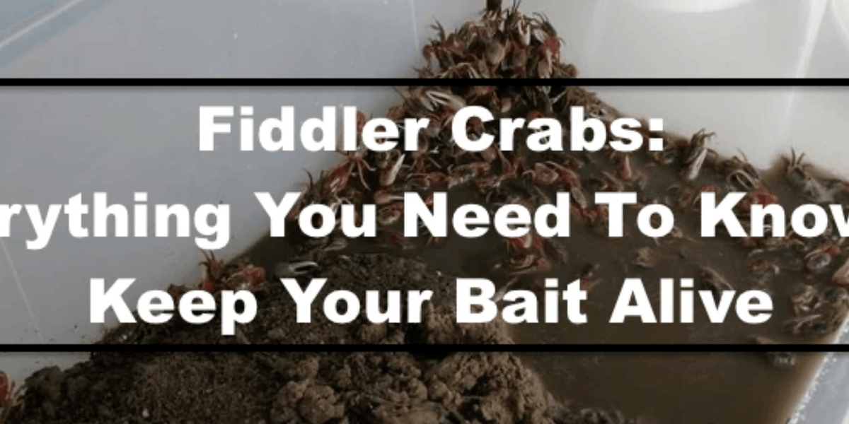 Fiddler Crabs: Everything You Need To Know To Keep Your Bait Alive ...