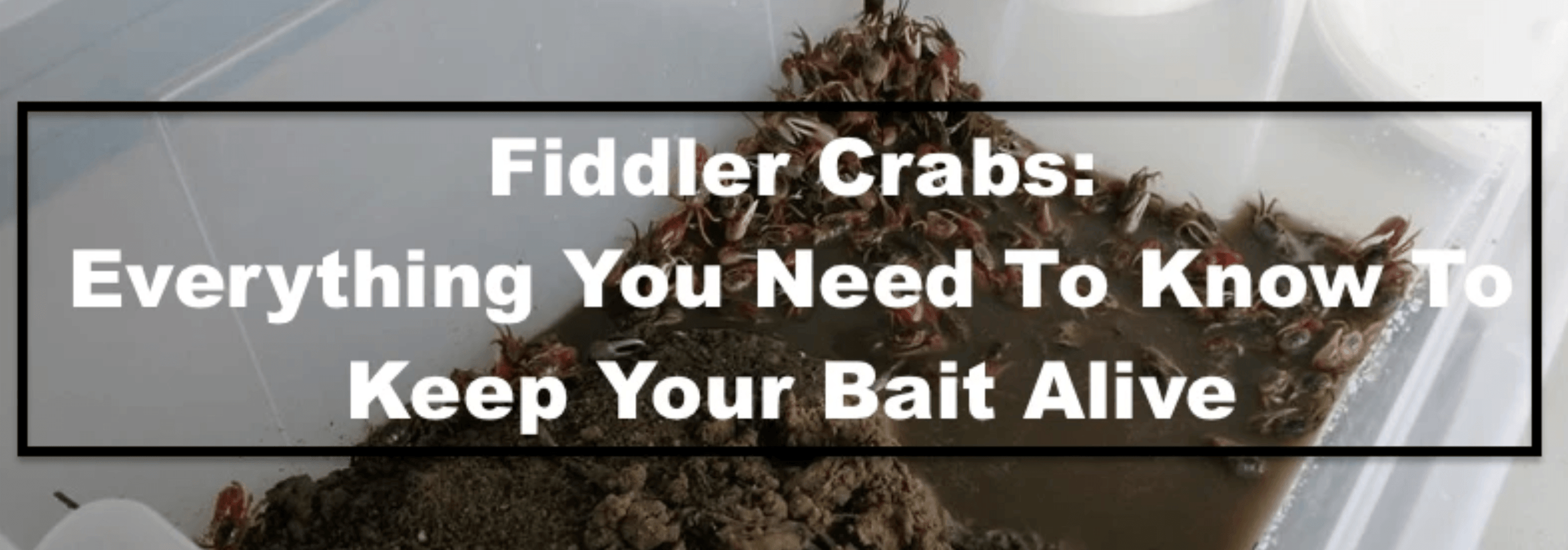 Fiddler Crabs: Everything You Need To Know To Keep Your Bait Alive ...