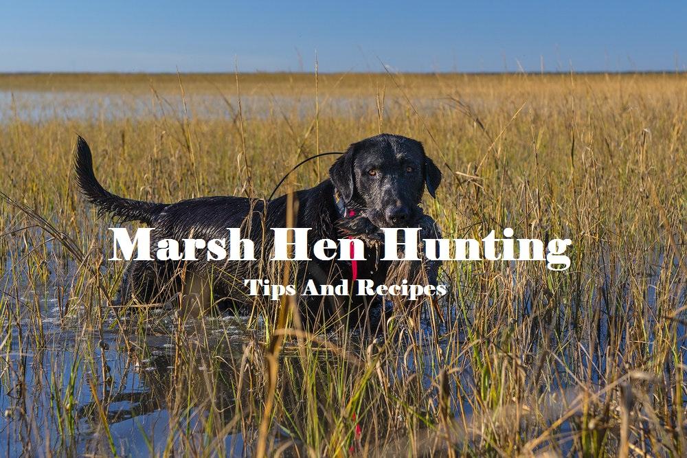Marsh Hen Hunting 101: Tips to hunt and Marsh Hen Recipe– Hunting and ...