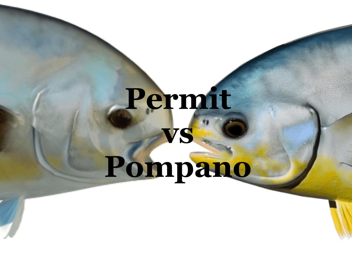 Permit vs Pompano: Can You Tell The Difference?– Hunting and Fishing Depot