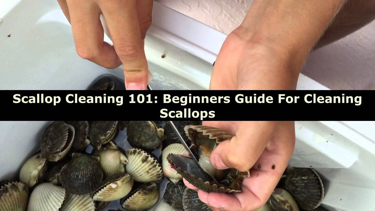 Cleaning Florida Gulf Bay Scallps Quick & Efficiently– Hunting and ...