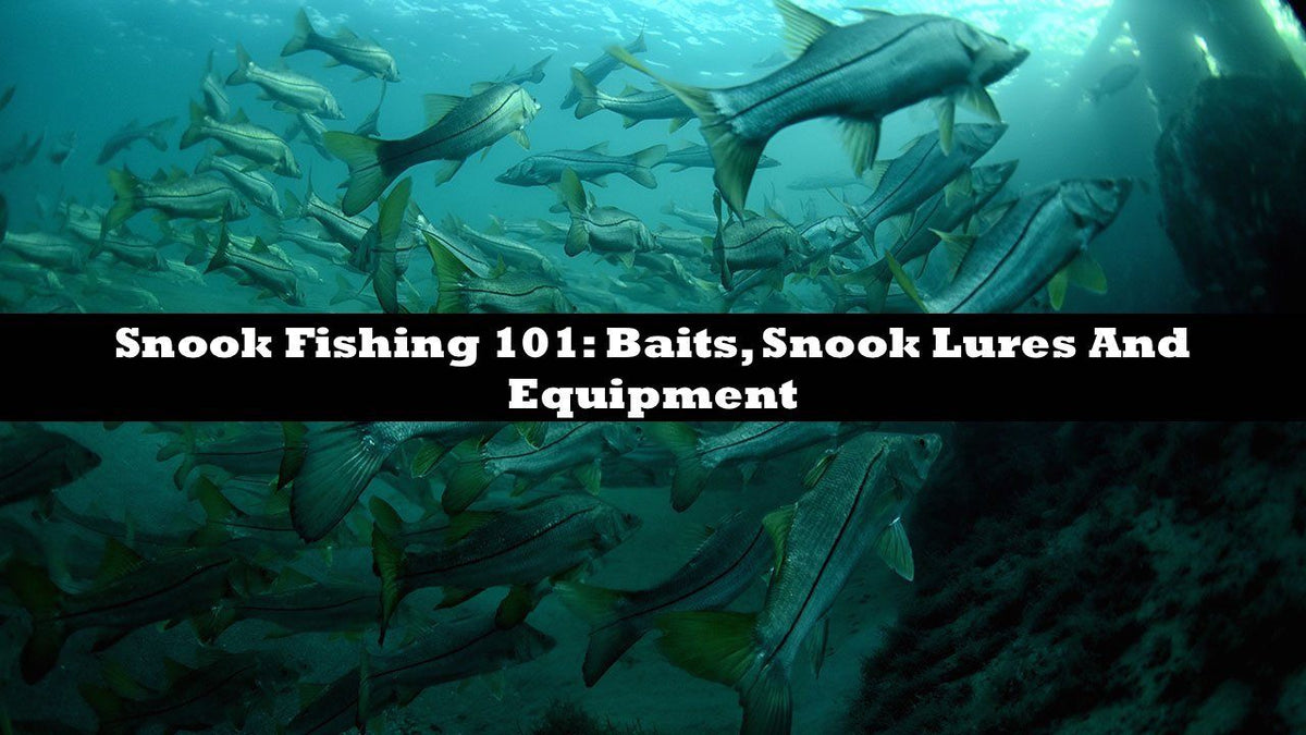 Snook Fishing 101: Snook Bait, Snook Lures And Equipment– Hunting and ...
