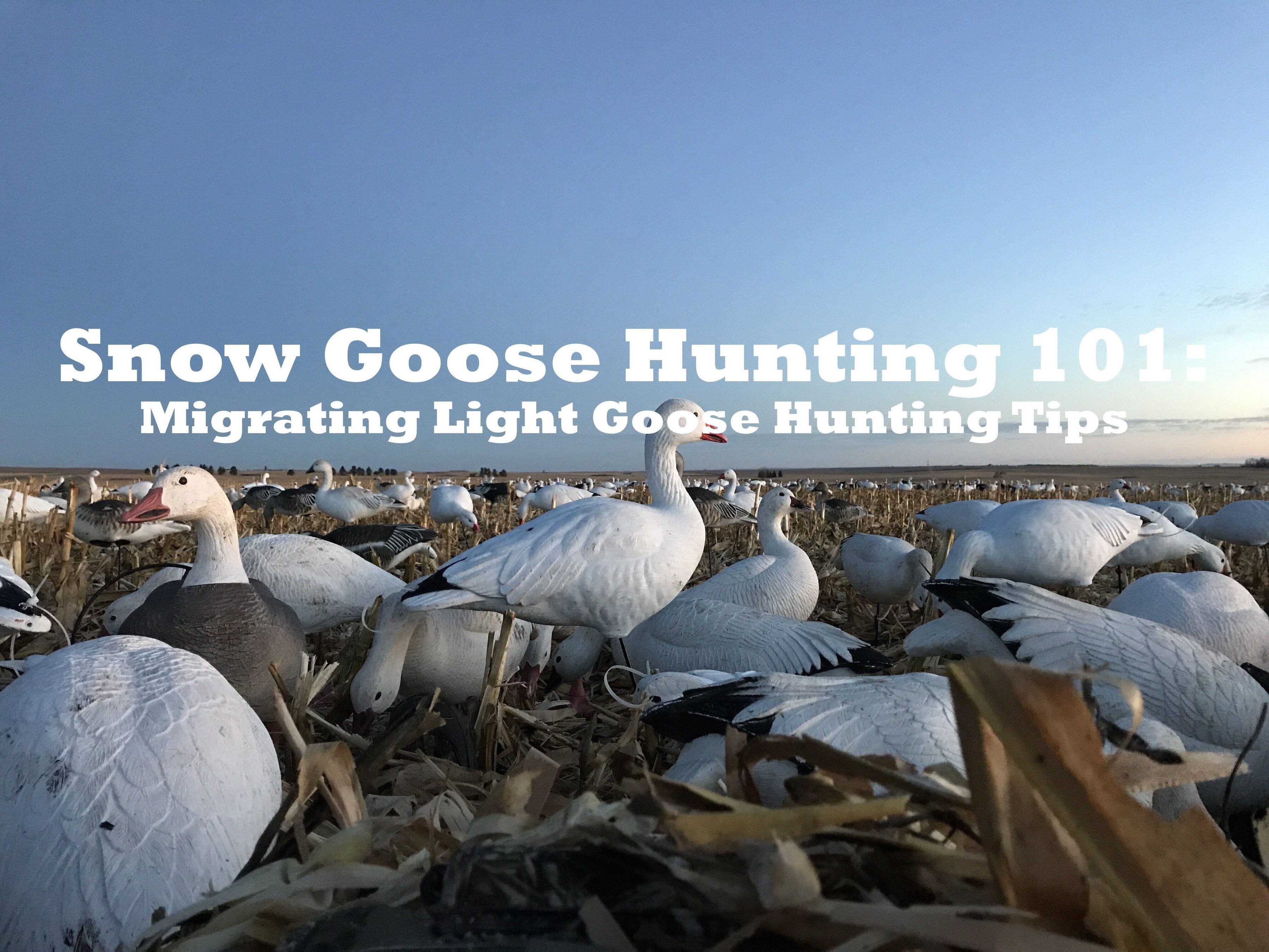 Snow Goose Hunting 101: Light Goose Hunting Tips & Tricks– Hunting and ...