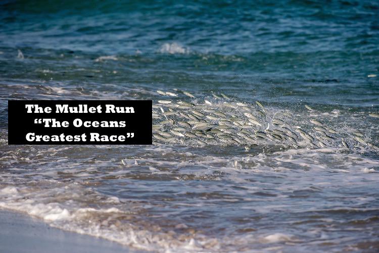 Mullet Run for Redfish, Tarpon, Sea Trout, and Snook– Hunting and ...