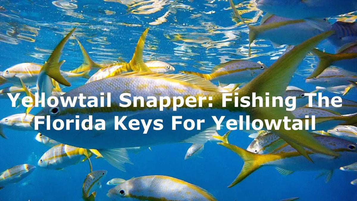 Yellowtail Snapper Fishing In The Florida Keys– Hunting and Fishing Depot