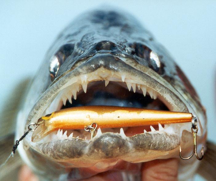 Walleye Fish Teeth